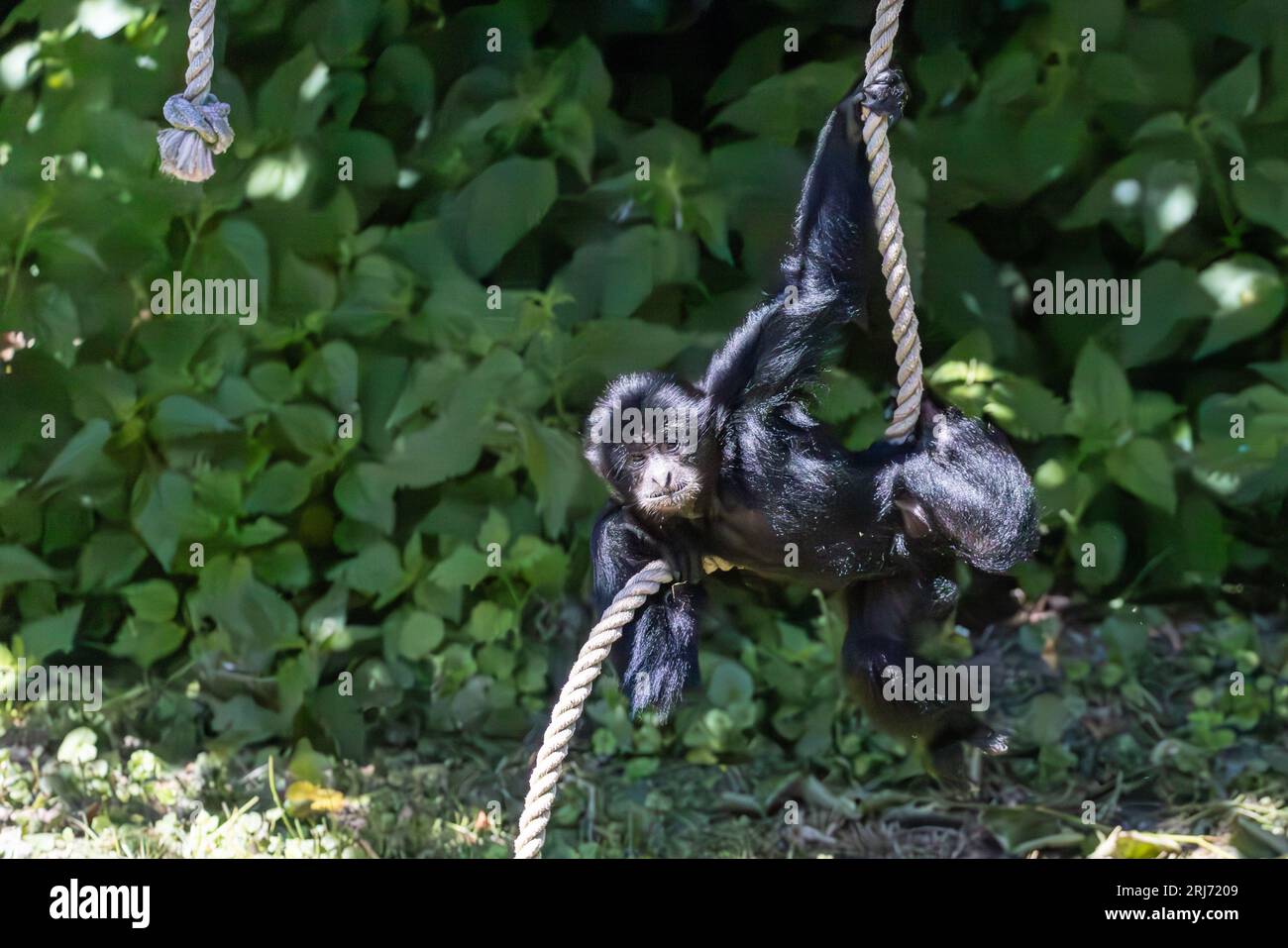 A baby monkey is seen holding onto a rope hanging from the ceiling ...