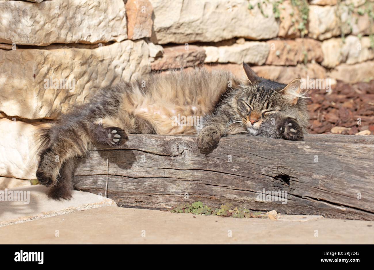 Domestic cat, house cat (Felis silvestris f. catus), long-haired grey ...