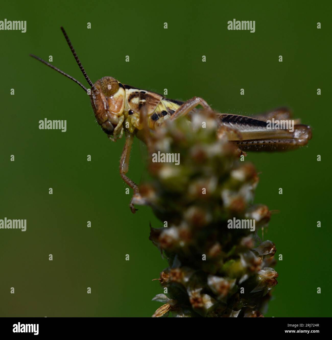 Lanky body hi-res stock photography and images - Alamy