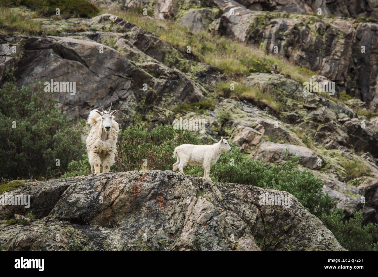 An idyllic outdoor scene featuring two mountain goats standing atop a ...