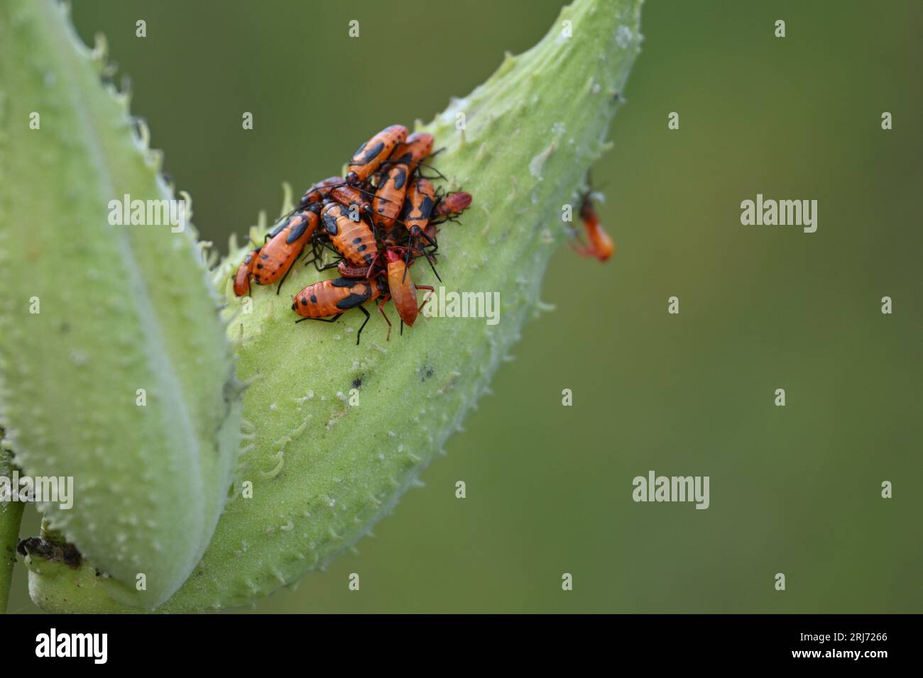 Small, black and red bugs perched atop a long, thin green stem of a ...