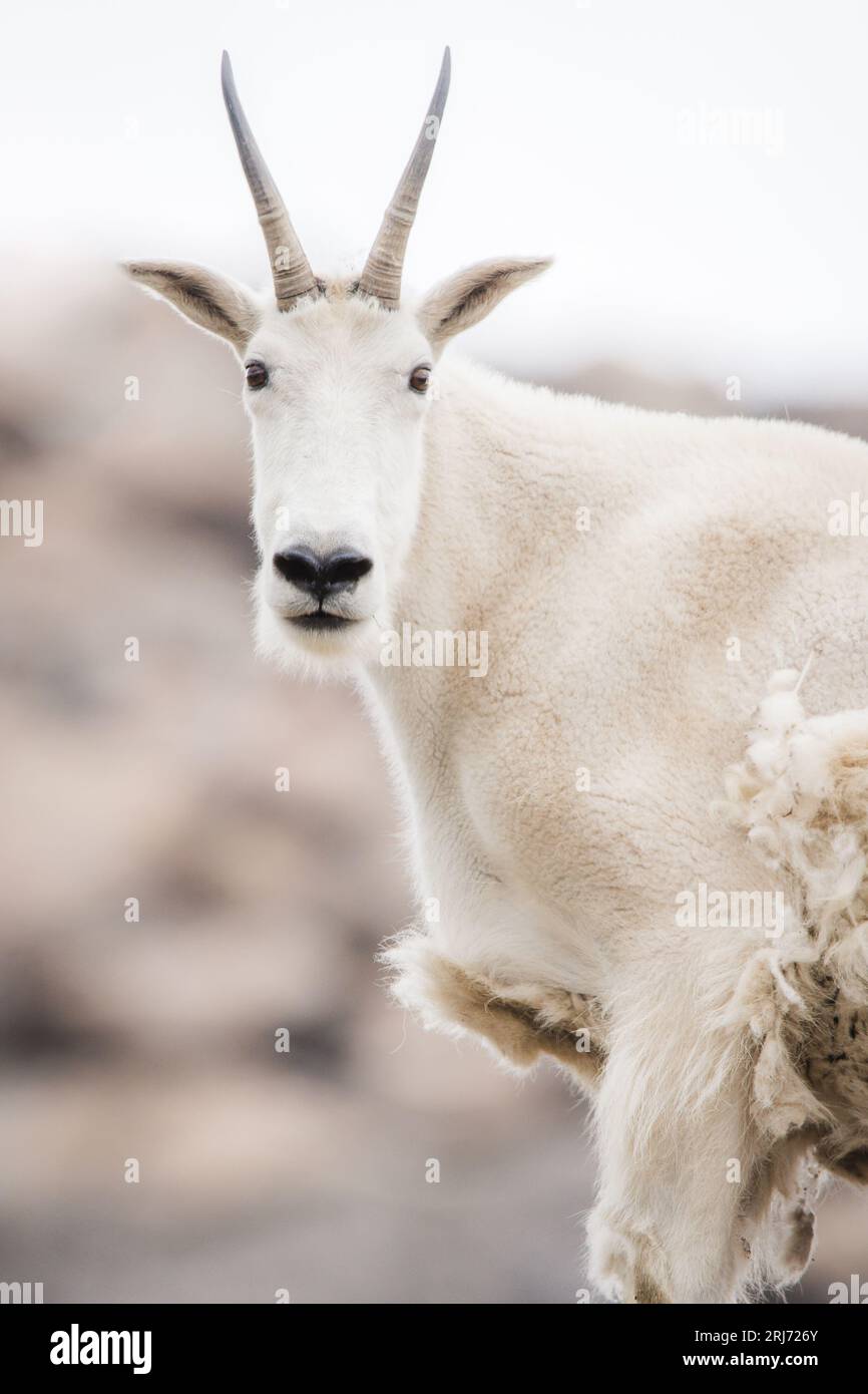 A close-up shot of a goat with curved horns and thick fur Stock Photo ...