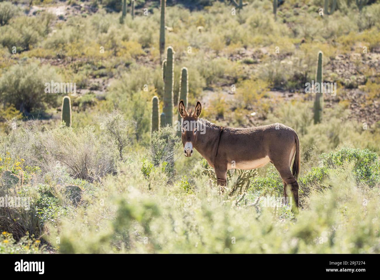 A donkey standing in a desert landscape with cactus plants in the ...