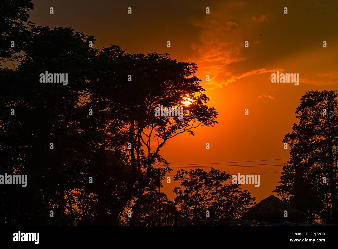 A stunning sunset sky with wispy clouds and silhouetted trees in the ...