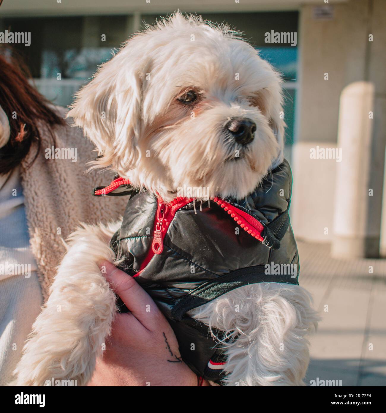 An adorable Maltese dog wearing a fashionable black jacket in the arms ...