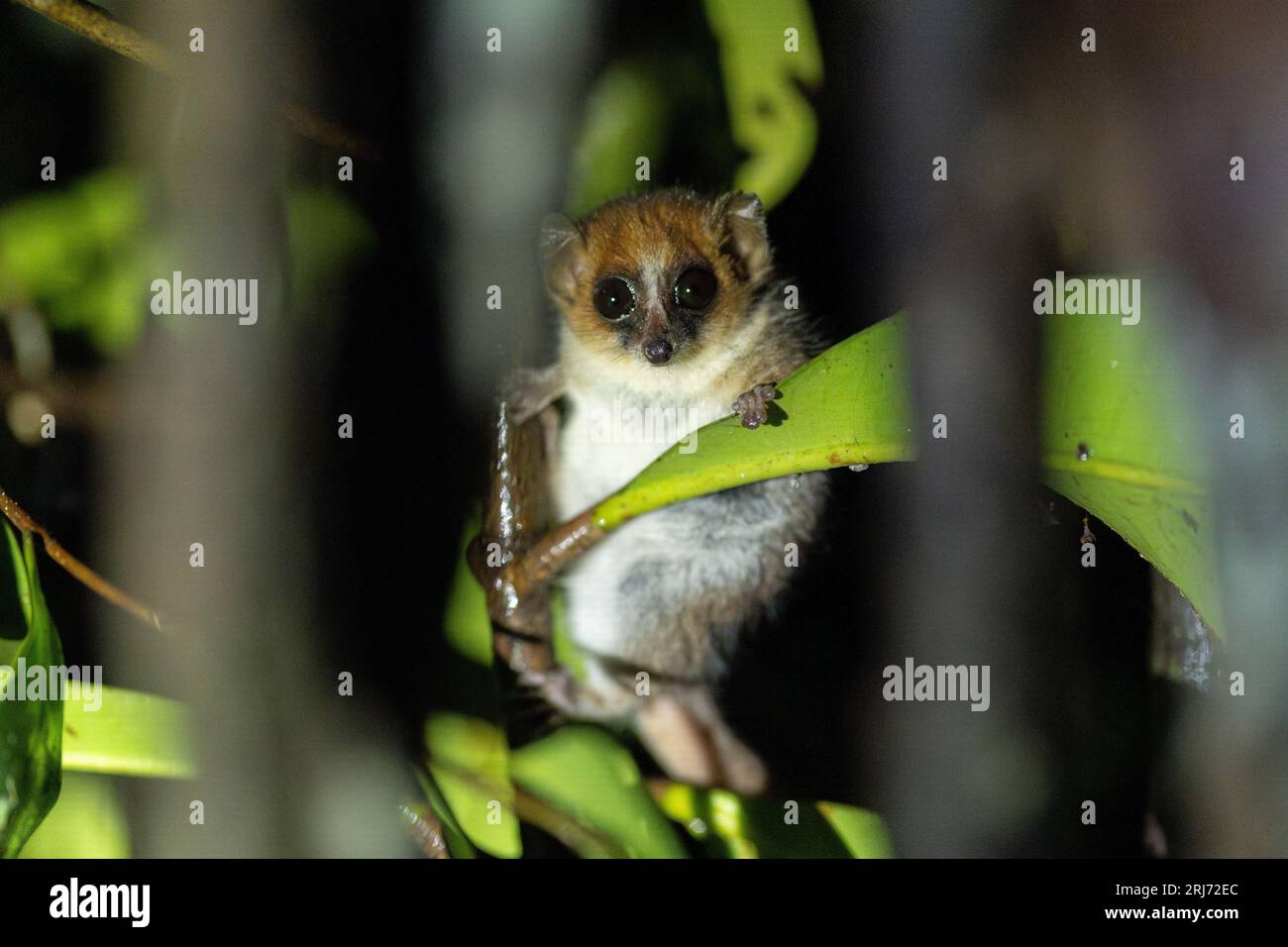 A Mouse Lemur perched on a branch of a tree in Andasibe National Park ...