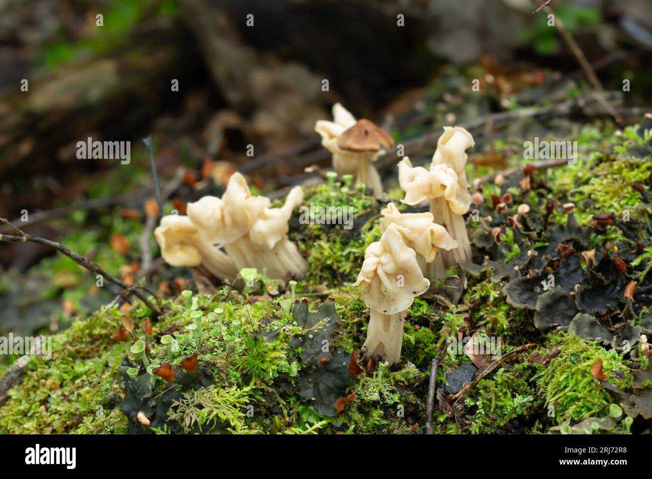White saddle, Helvella crispa mushrooms Stock Photo - Alamy