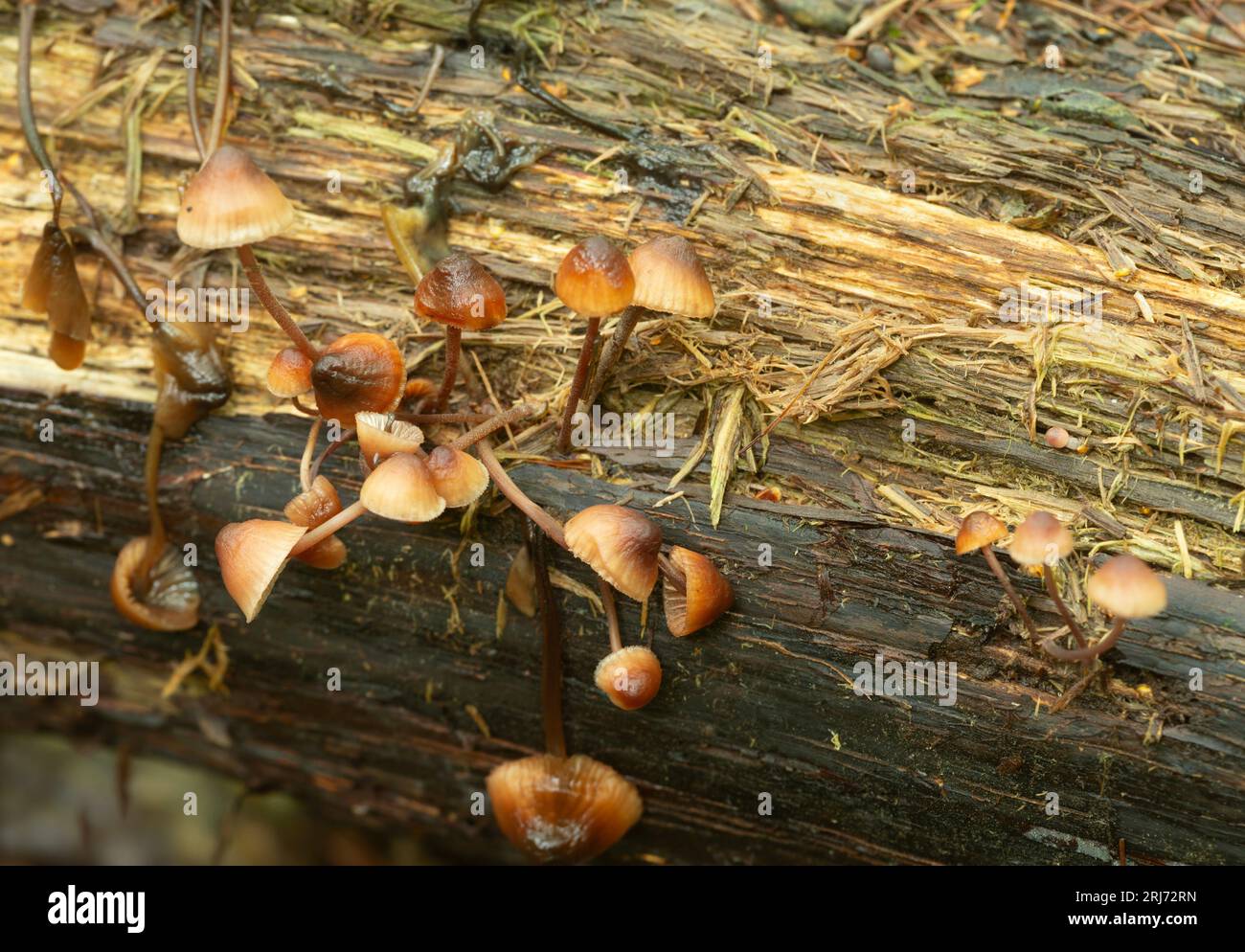 Bleeding fairy helmet, Mycena haematopus growing on wood Stock Photo ...