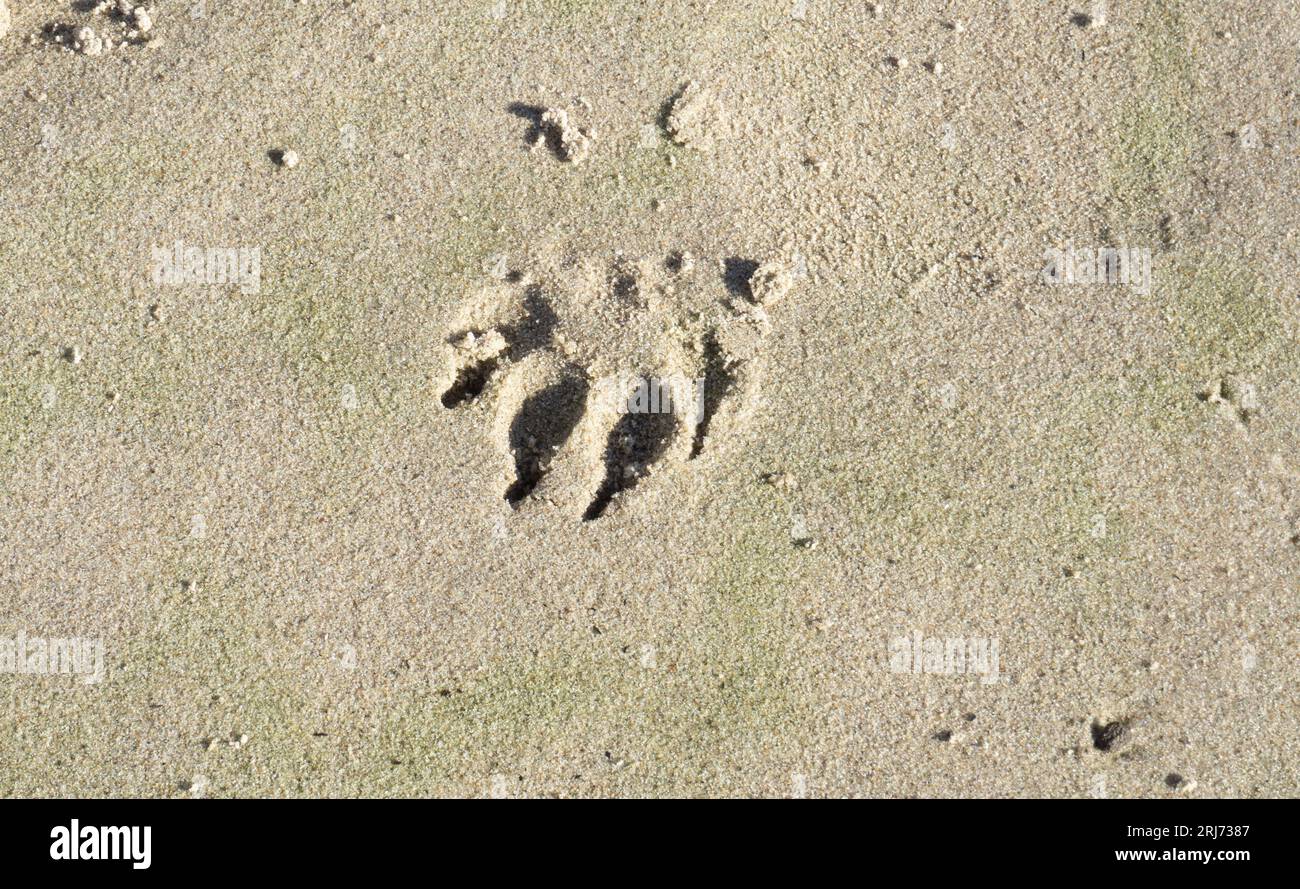 A dog's paw print on damp sand. Sea sand, dark paw mark Stock Photo - Alamy