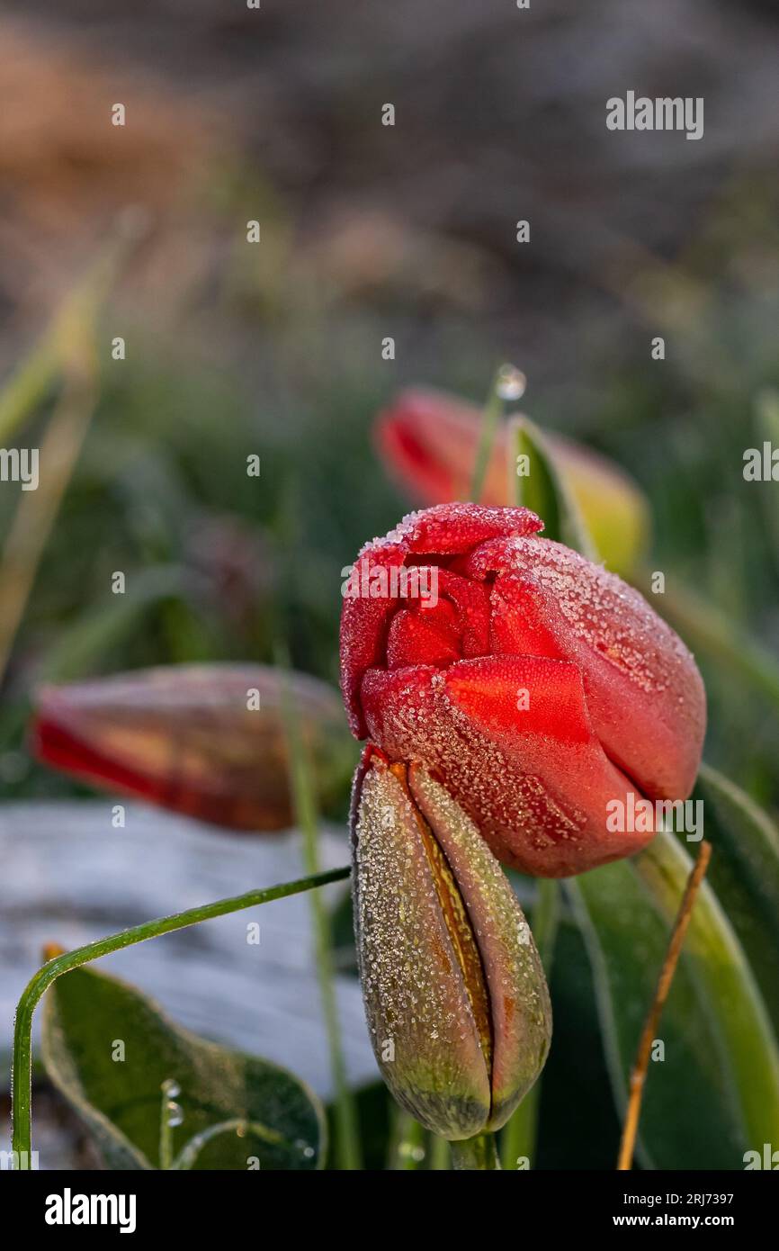 A vibrant red tulip with a thin layer of ice Stock Photo - Alamy