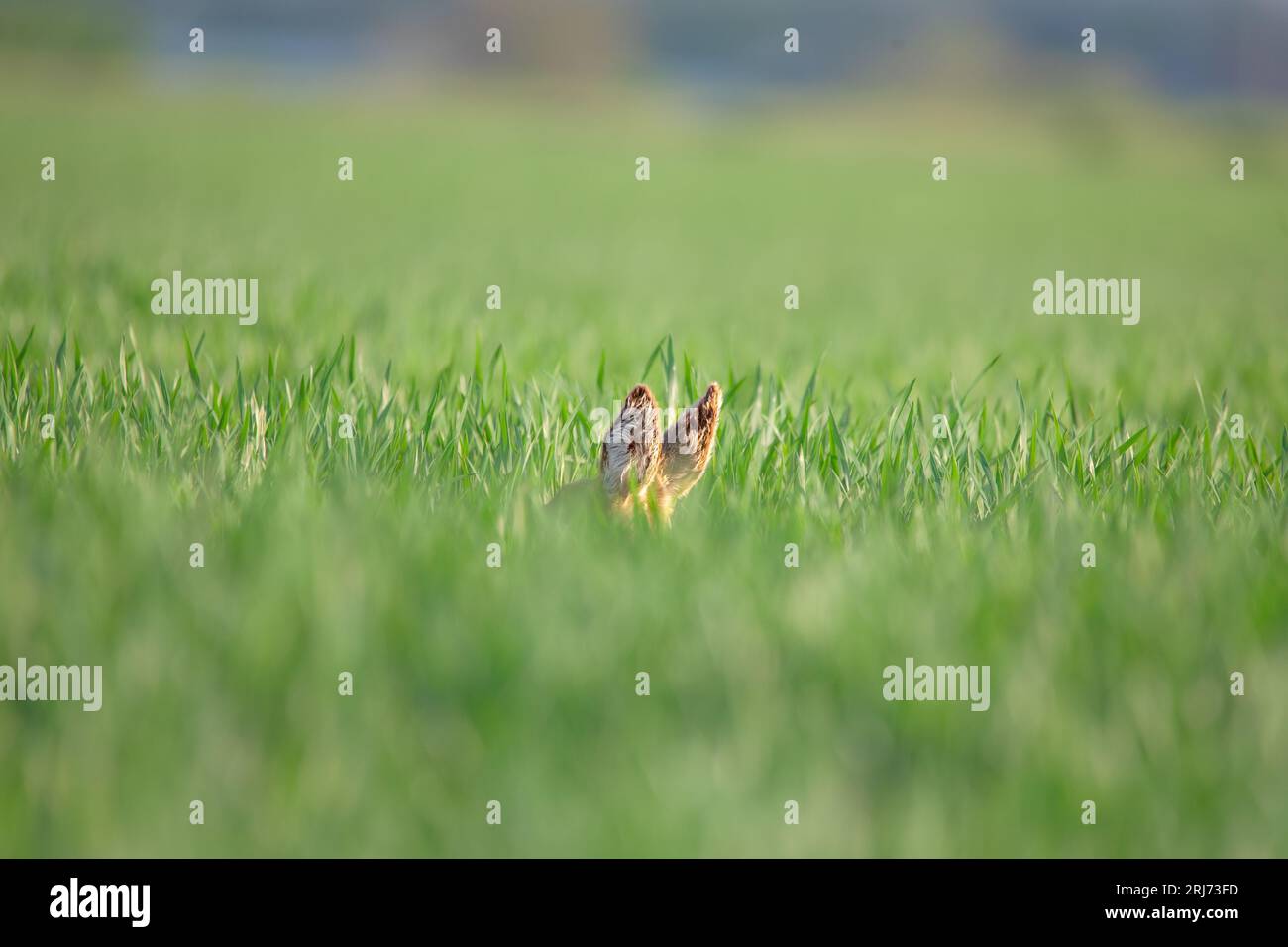 A selective focus of a rabbit hidden in a grassy field with a blurry ...