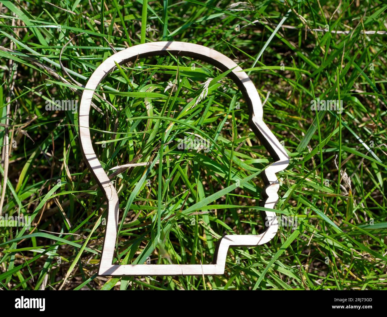 Sustainability concept. The wooden contour of the head lies on green ...