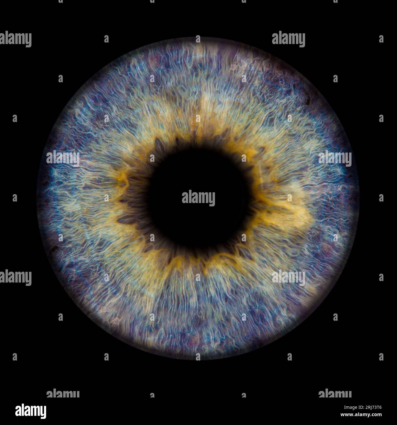 A close-up macro image of an iris of an eye, illuminated with a bright ...