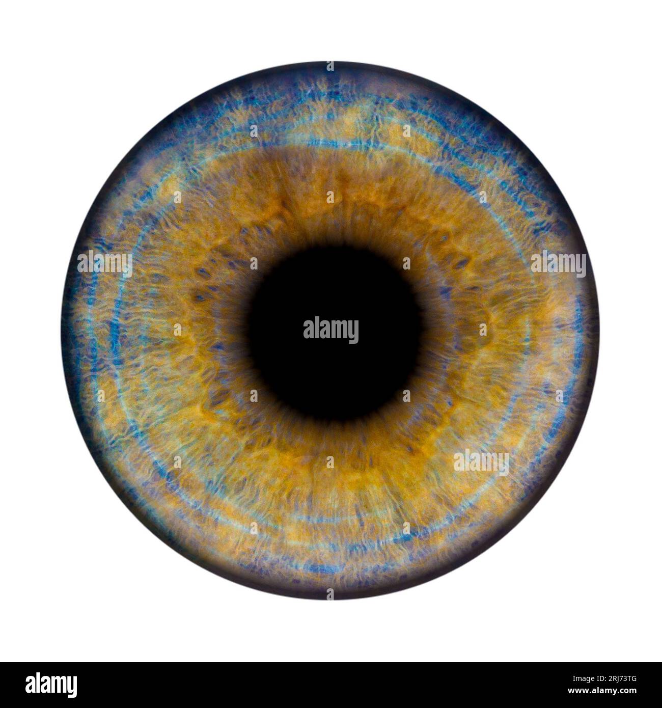 A closeup of a human eye featuring intricate details against a white ...