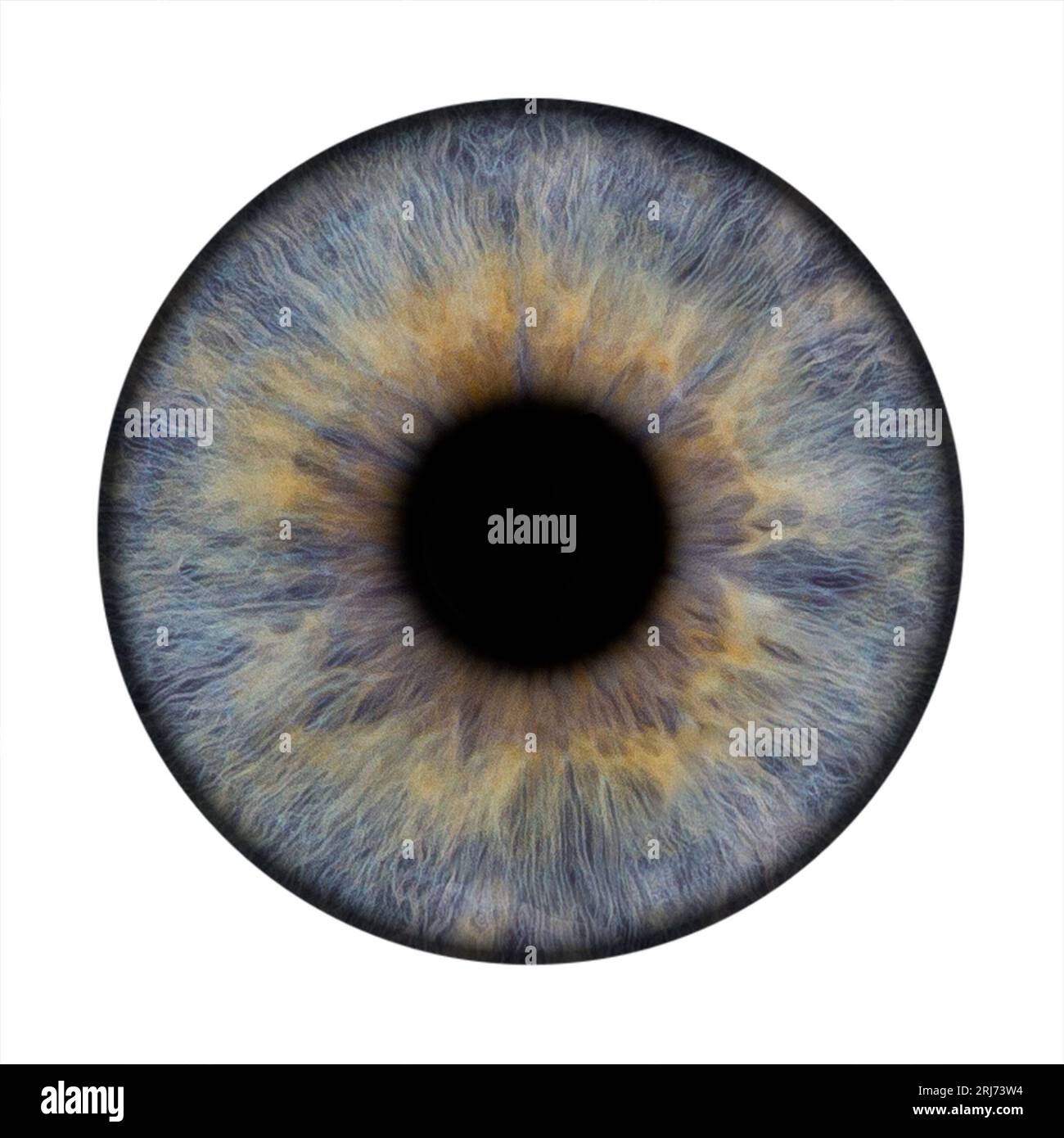 Intricate detail Cut Out Stock Images & Pictures - Alamy