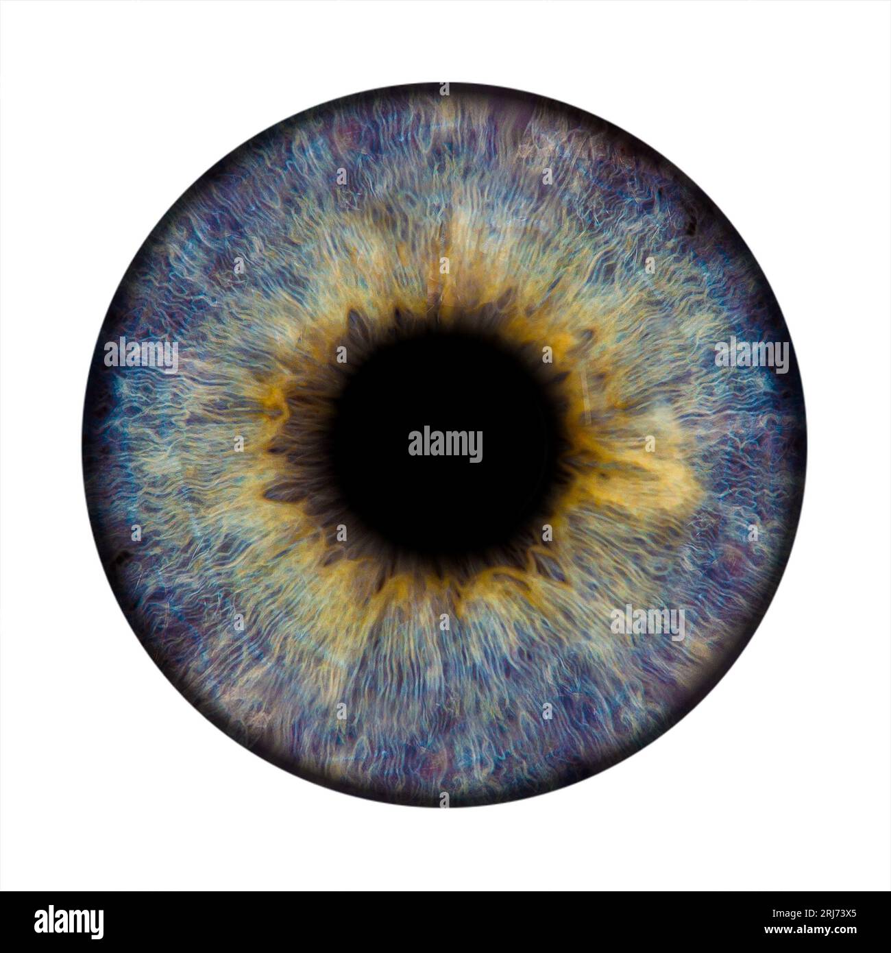 A closeup of a human eye featuring intricate details against a white ...