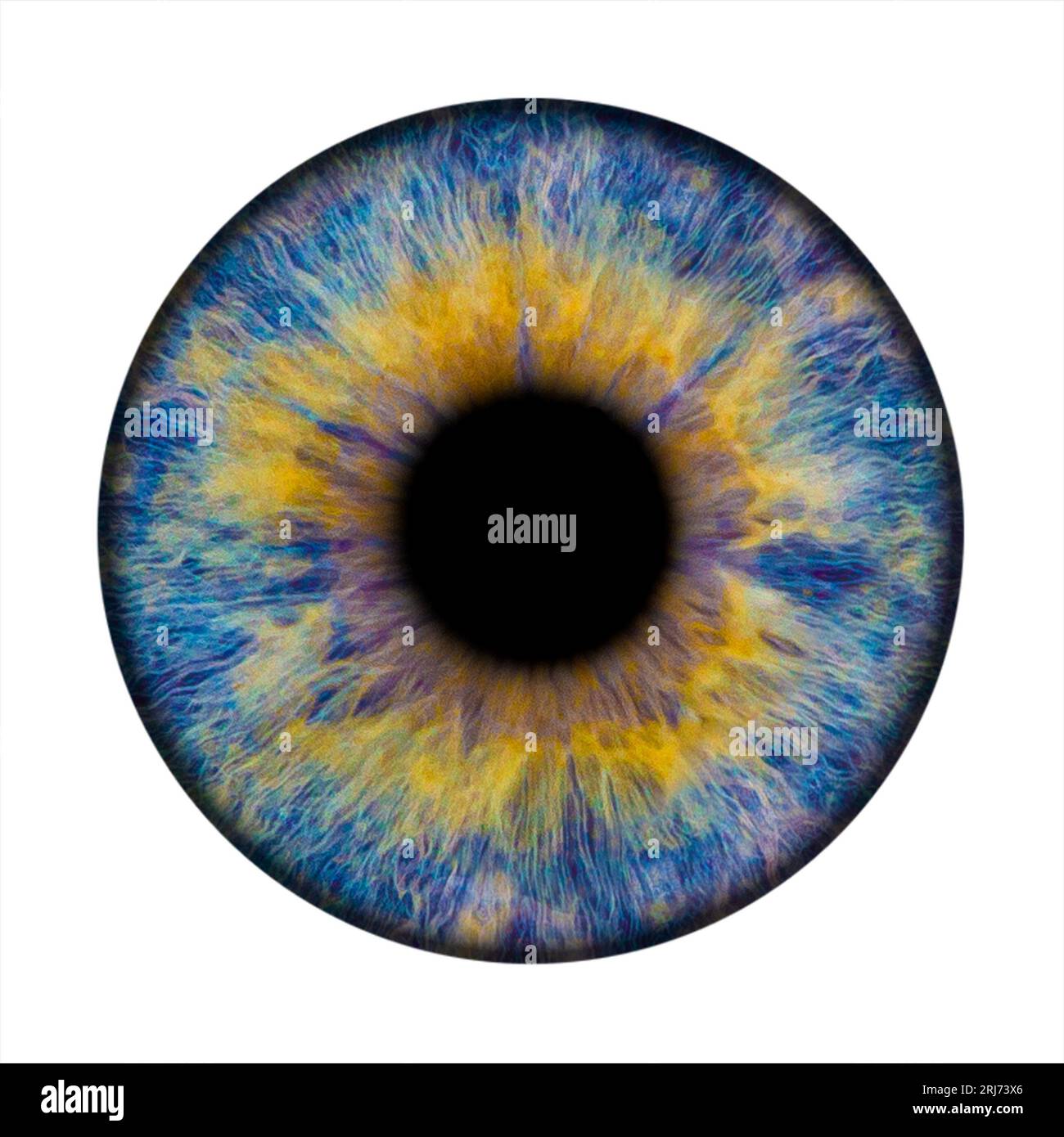 A closeup of a human eye featuring intricate details against a white ...