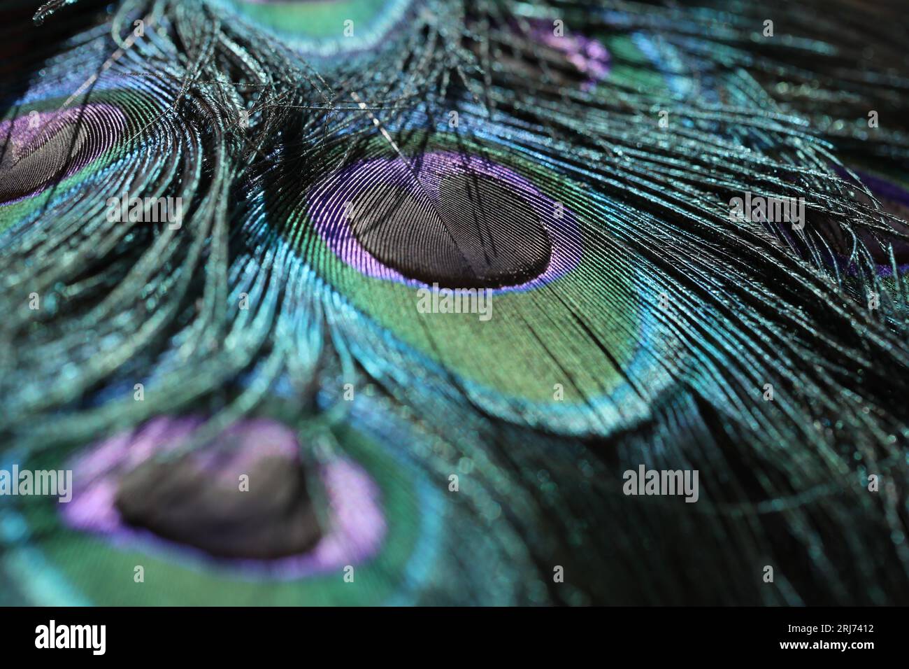 Colorful plumage patterns hi-res stock photography and images - Alamy