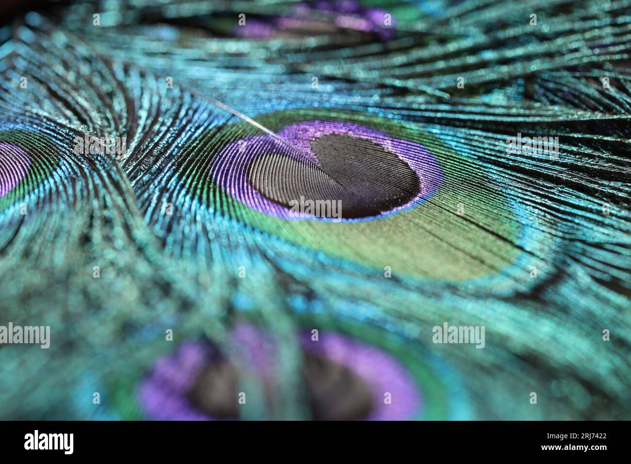 A closeup of the vibrant colorful peacock feathers with intricate ...