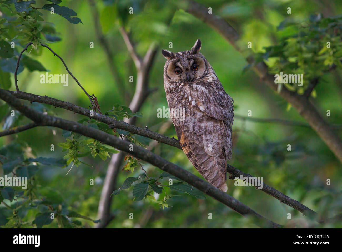 A brown long-eared owl perched atop a gnarled tree branch in a tranquil wooded setting Stock ...