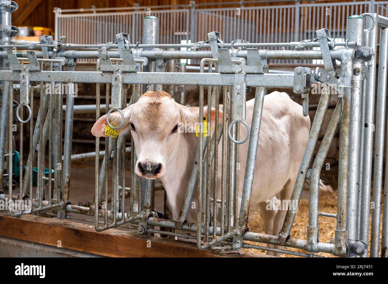 Milk cages hi-res stock photography and images - Alamy