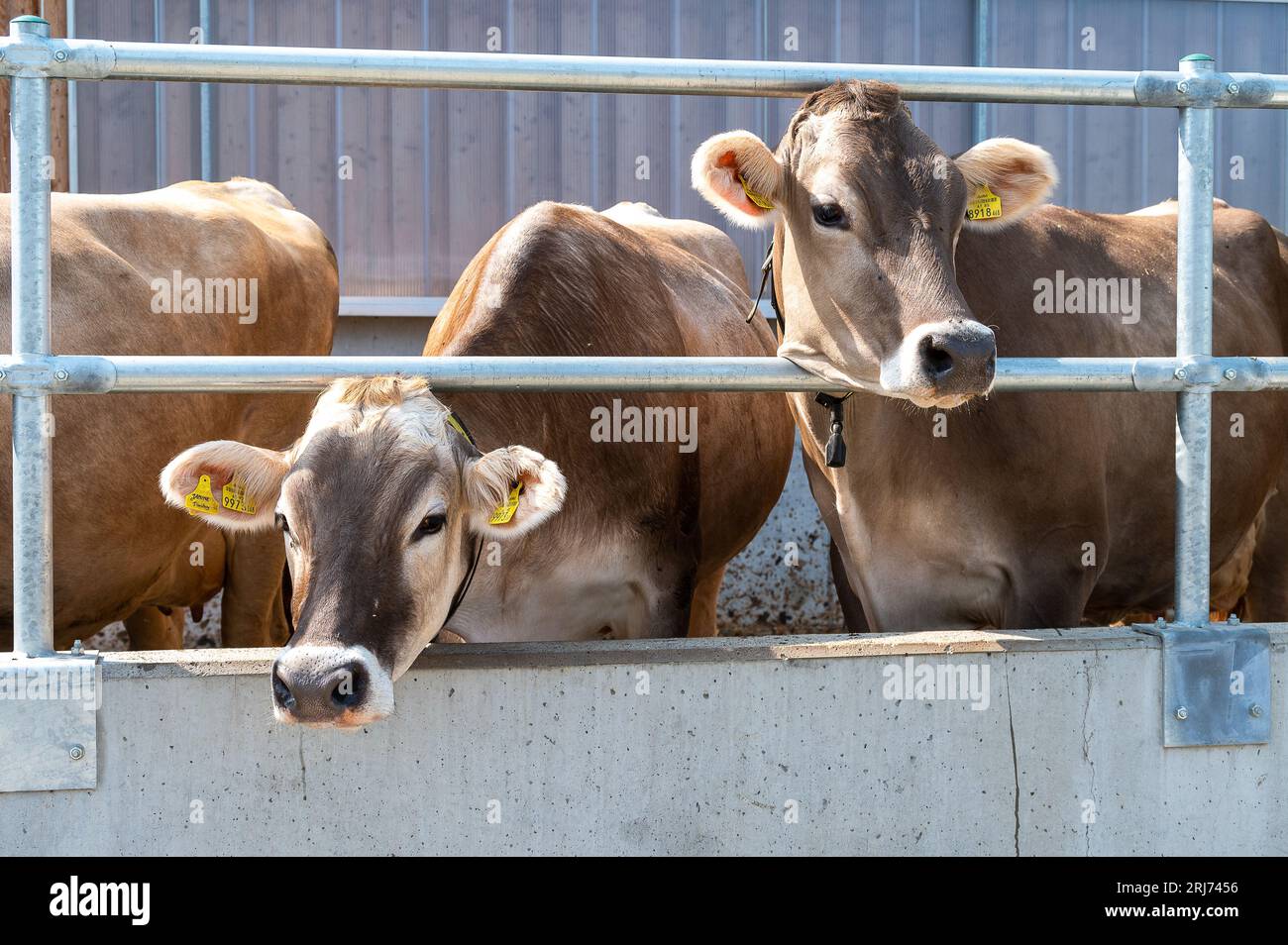 Milk cages hi-res stock photography and images - Alamy