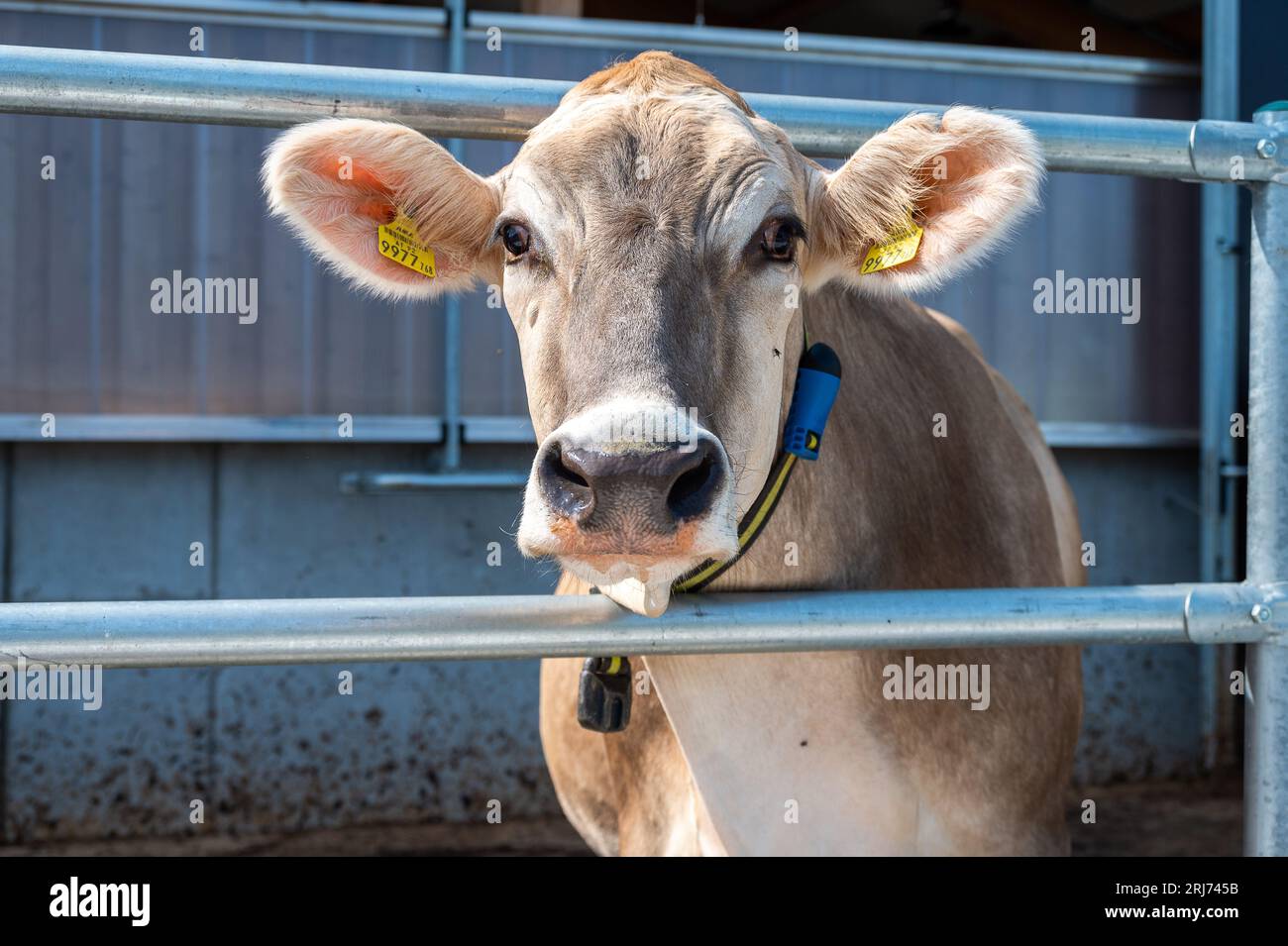 Milk cages hi-res stock photography and images - Alamy
