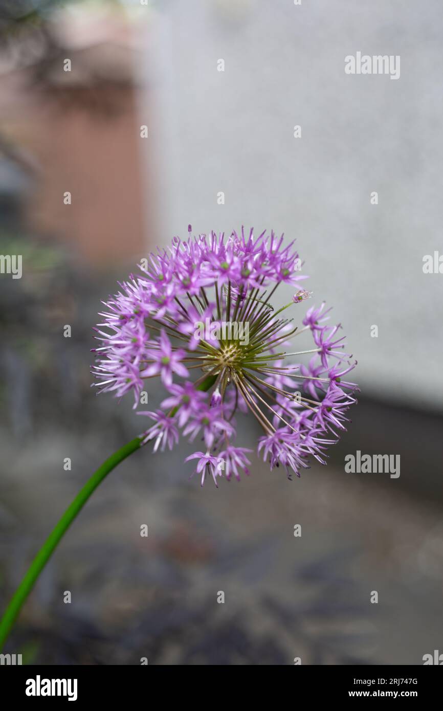 The vibrant Dutch onion (Allium hollandicum) purple flowers in bloom ...
