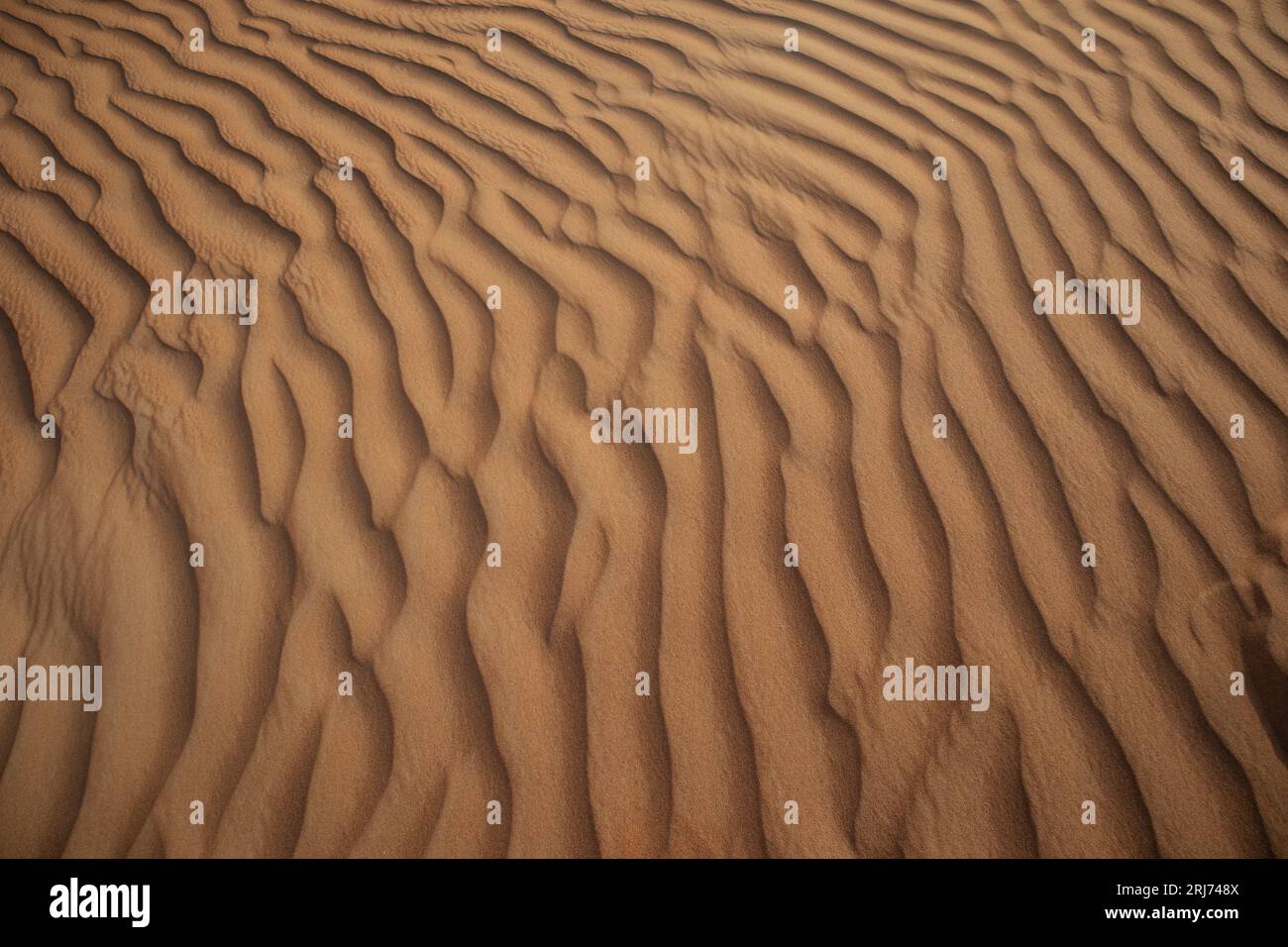 A vast expanse of sandy dessert stretching out into the horizon Stock ...