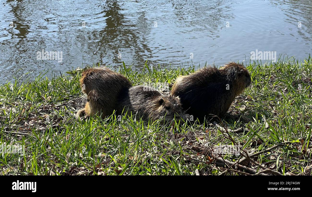 A group of beavers side by side in a picturesque landscape near a ...