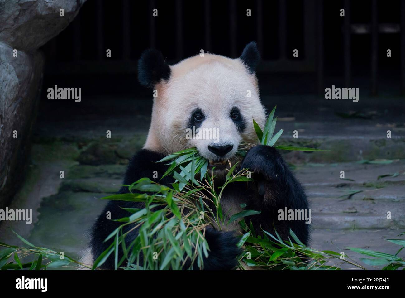 A panda has food in its compound in a zoo in southwest China's ...