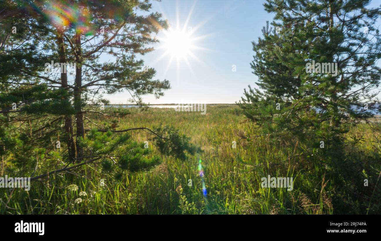 A sunny day in the forest. Two pine trees in a marshy area and a lot of ...