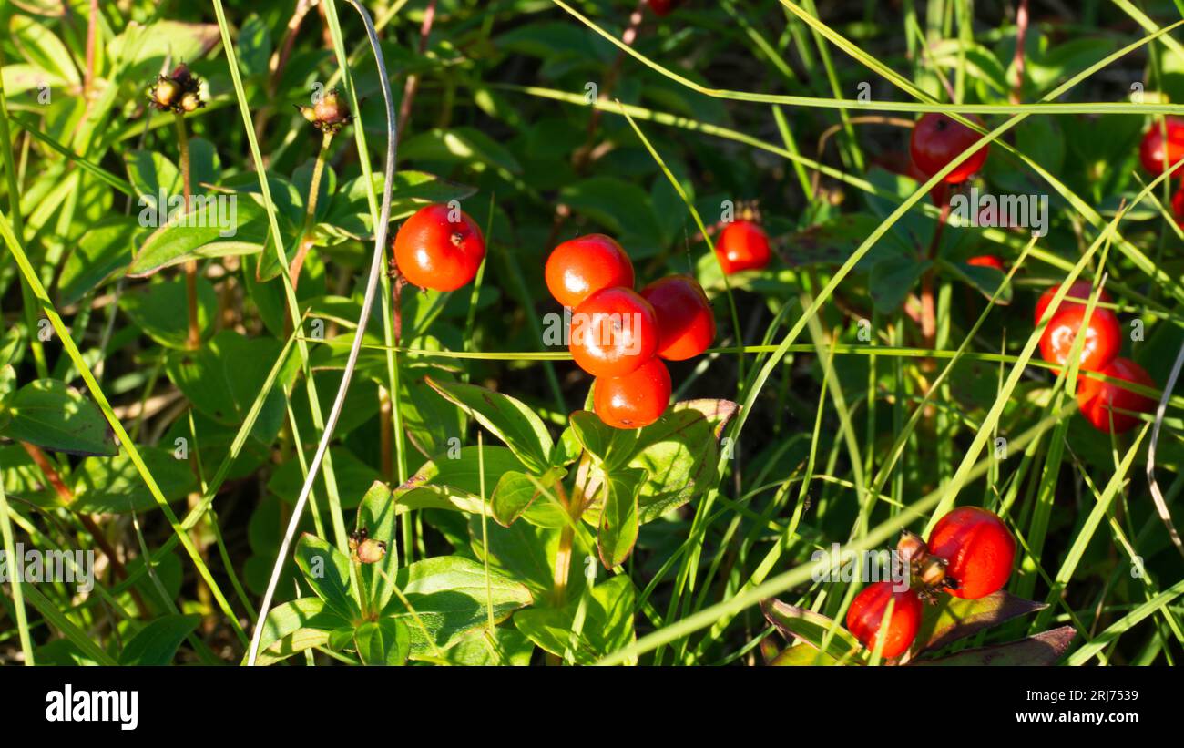 Cornus suecica, dwarf cornel, bunchberry. Red berries, foliage, sunny ...