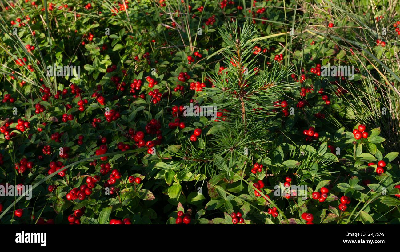 Cornus suecica, dwarf cornel, bunchberry. Red berries, foliage, sunny ...