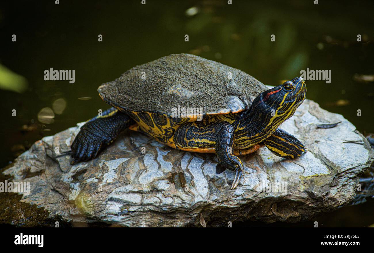 Painted Turtle sunning itself on a rock in a pond Stock Photo - Alamy