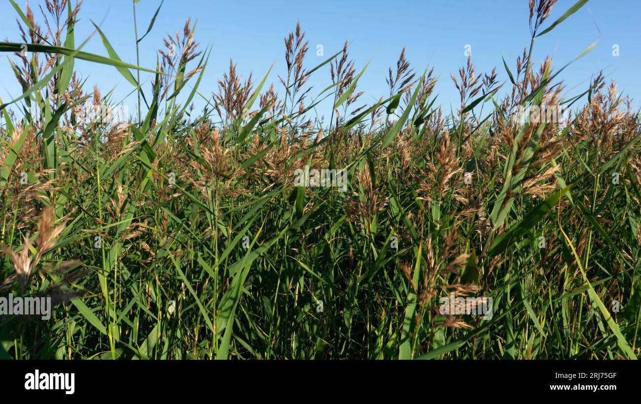 Tall reeds in a swamp against a blue sky. Summer landscape of the north ...