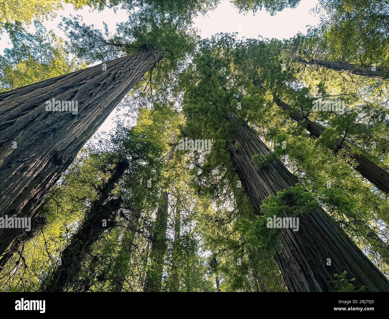 Tall whispering trees hi-res stock photography and images - Alamy