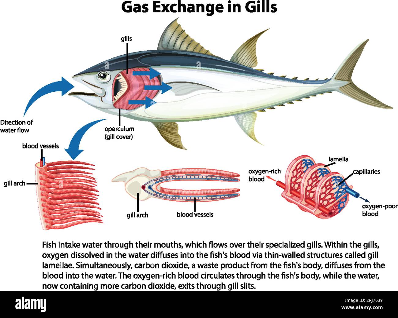 Detailed diagram showcasing the internal anatomy of fish Stock Vector ...