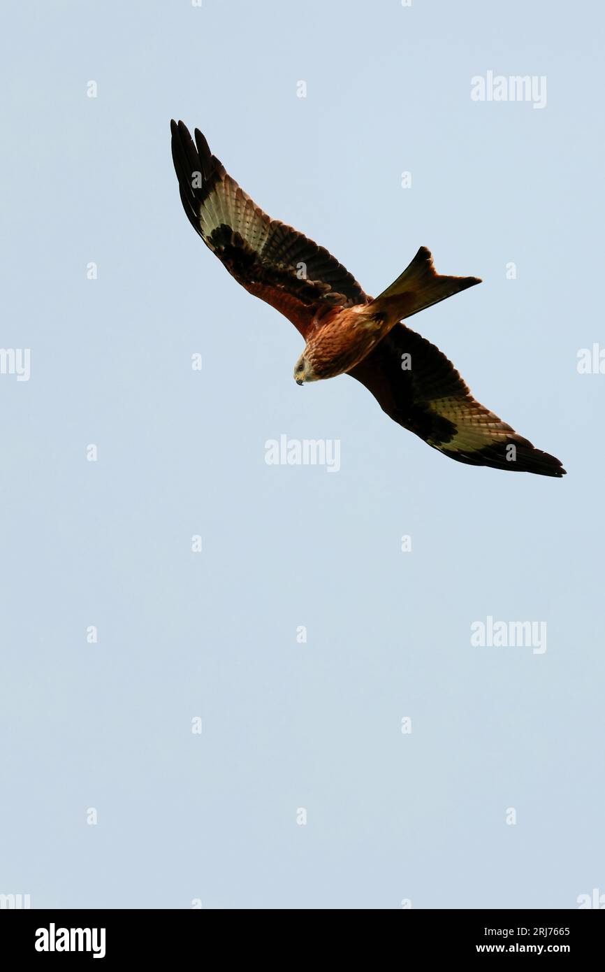 Meadium large bird of prey hi-res stock photography and images - Alamy