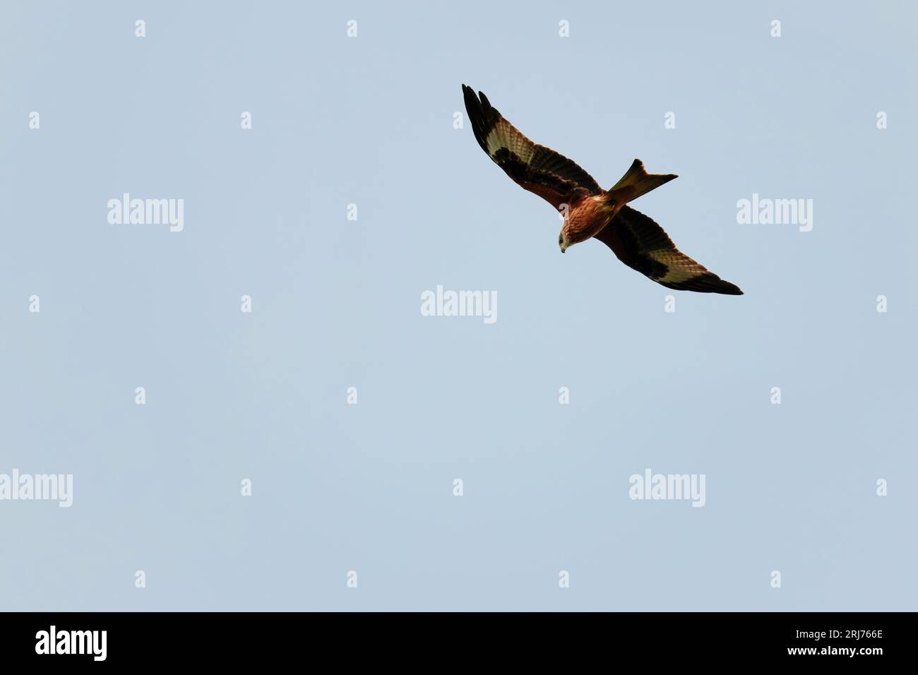 Red kite Milvus x2, rusty red, blocks of white on underwings yellow ...