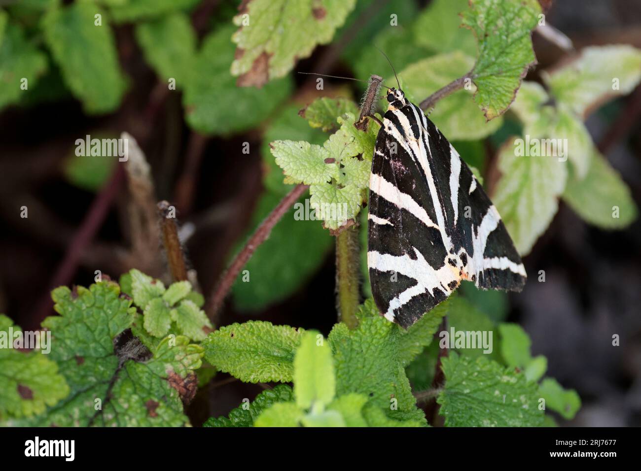 Jersey tiger moth uk hi-res stock photography and images - Alamy