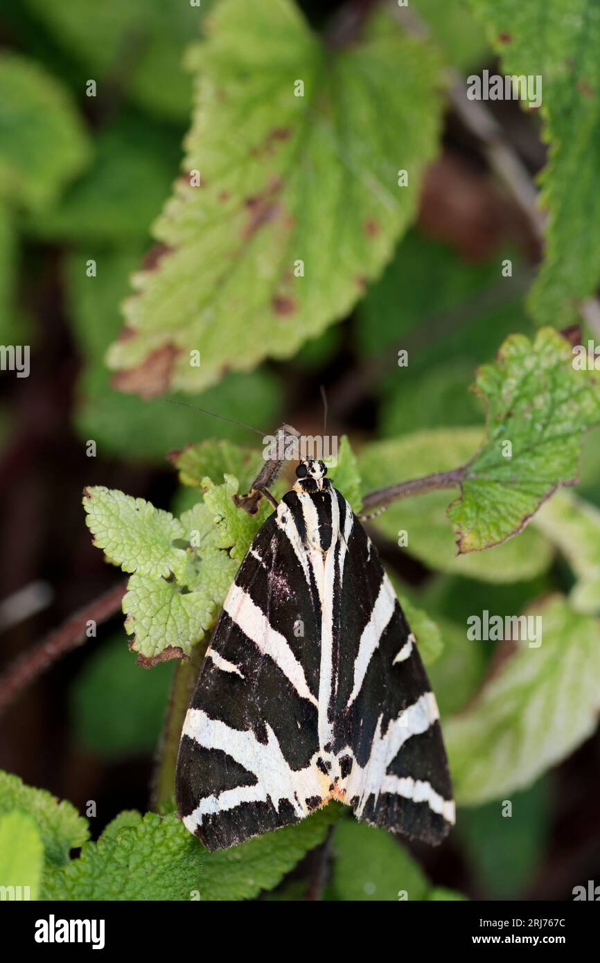 Spearhead shaped moth hi-res stock photography and images - Alamy
