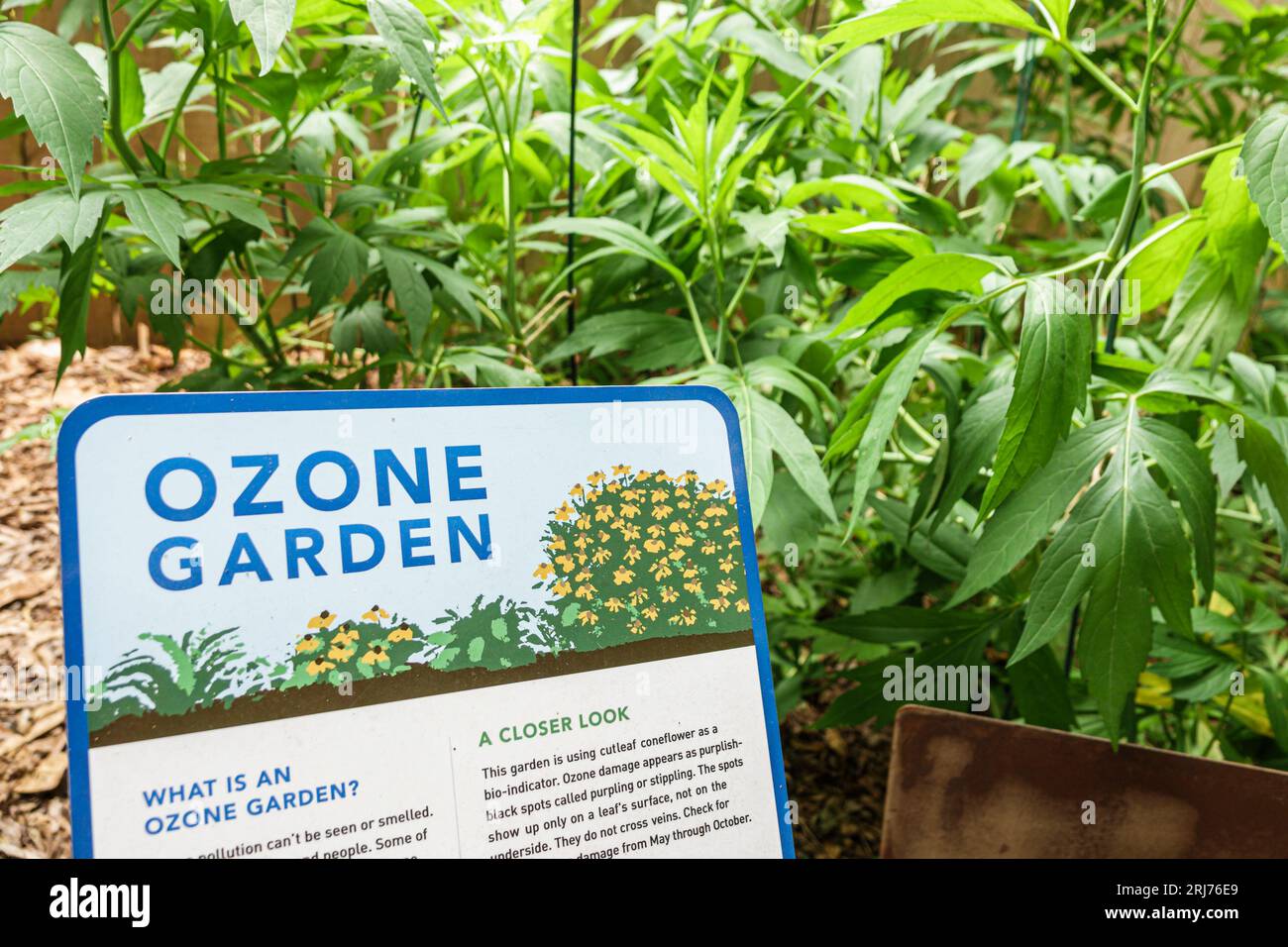 Charlotte North Carolina,Myers Park,Ridgewood Avenue,Wing Haven Gardens ...