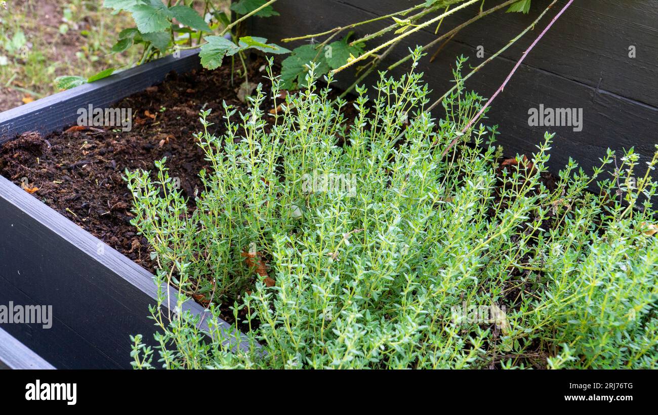 An example of a garden thyme (Latin: Thymus vulgaris) plant grows in a ...