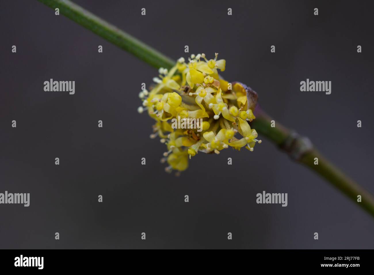 branches with flowers of European Cornel (Cornus mas) in early spring ...