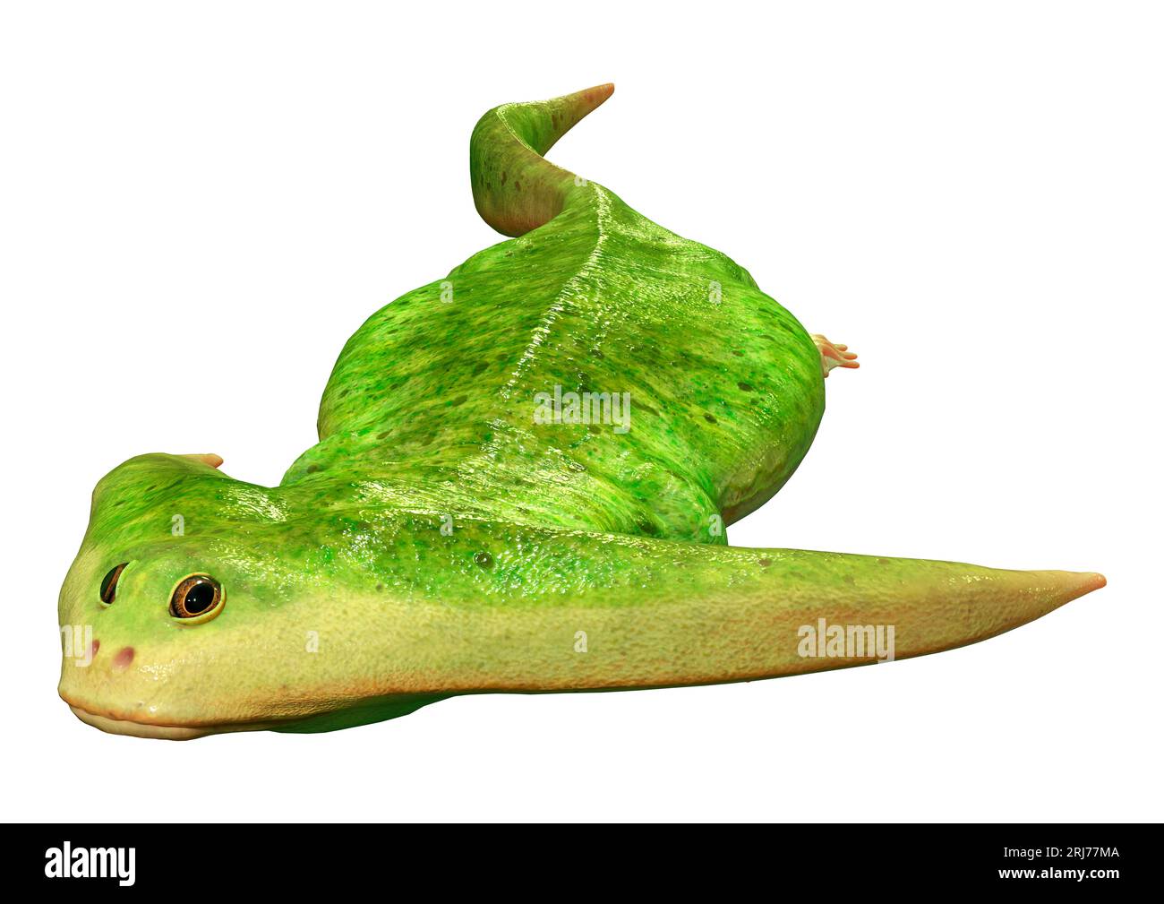 3D rendering of a prehistoric amphibian diplocaulus on white background ...