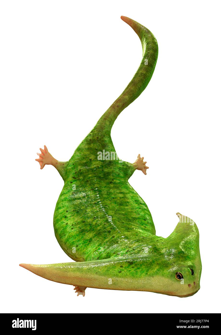 3D rendering of a prehistoric amphibian diplocaulus on white background ...