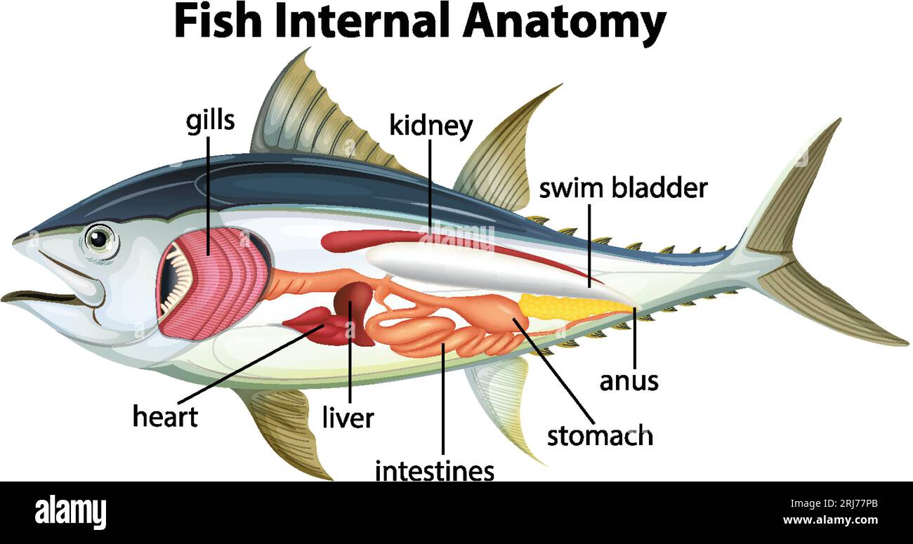 Detailed cartoon diagram showcasing the internal anatomy of fish Stock ...