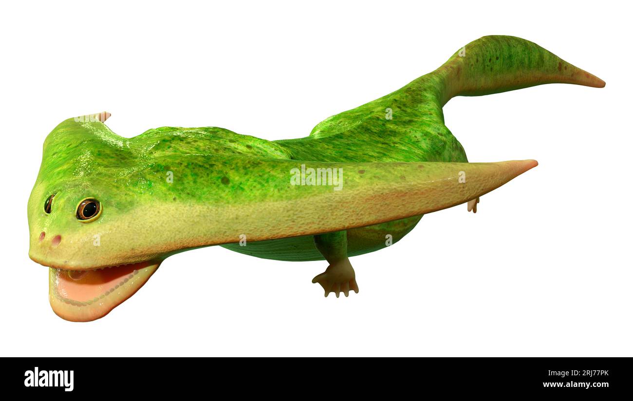 3D rendering of a prehistoric amphibian diplocaulus on white background ...