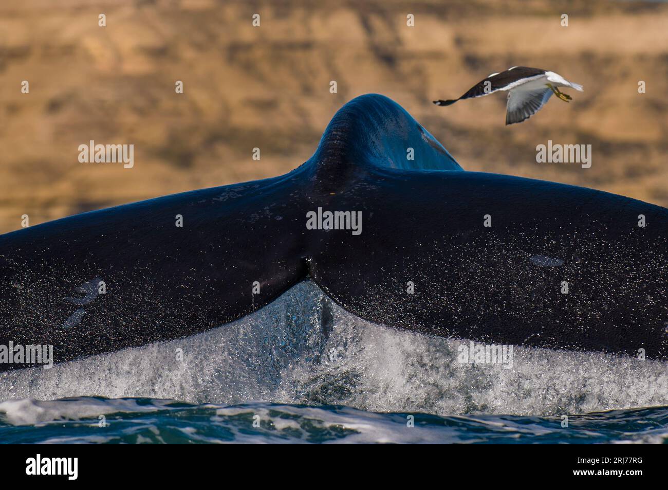 Whale tail and seagull, Peninsula Valdes, Patagonia, Argentina Stock ...